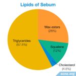 What Is Sebum and What Is Its Purpose? - Acne.org